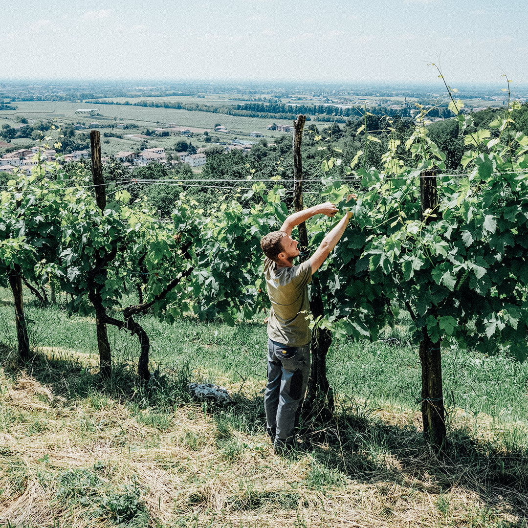 Bresolin Bio – Djuce